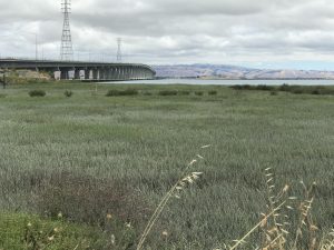 BCDC Amends the San Francisco Bay Plan to Address Habitats in the Face ...